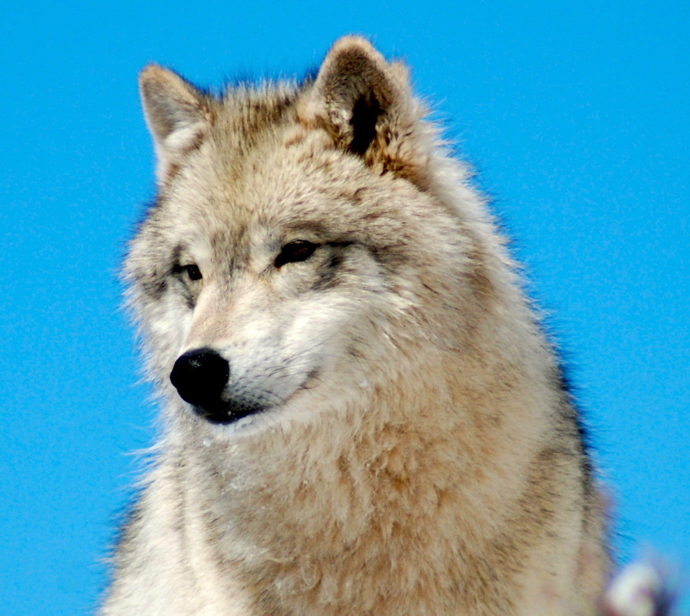 Mission: Wolf Online Store – Mission:Wolf Store