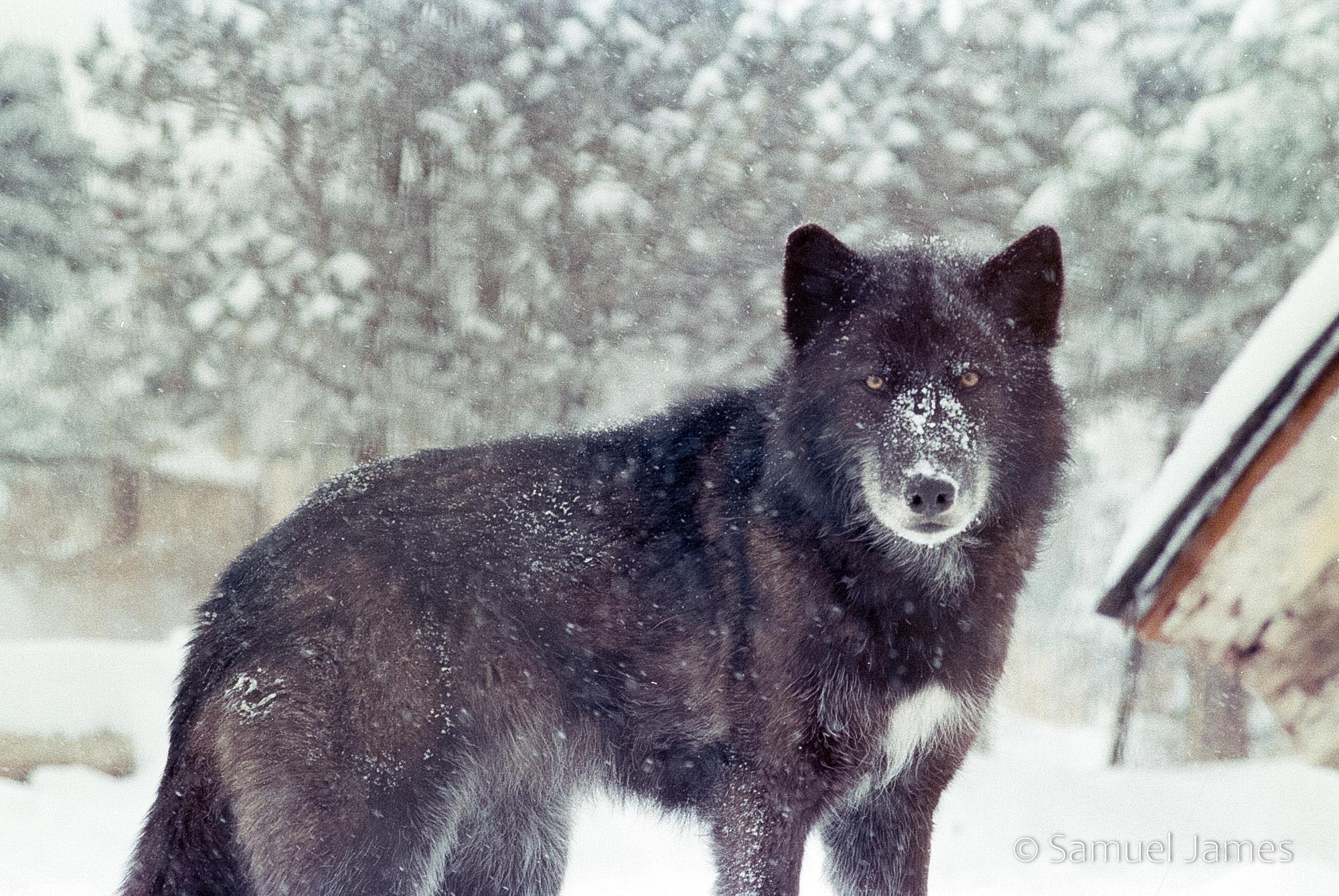 Mission: Wolf Online Store – Mission: Wolf Store