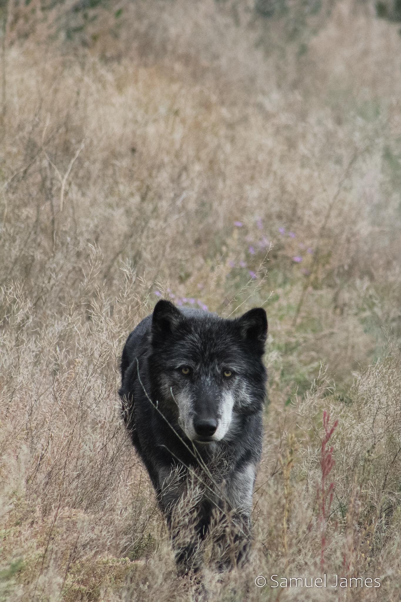 Mission: Wolf Online Store – Mission: Wolf Store