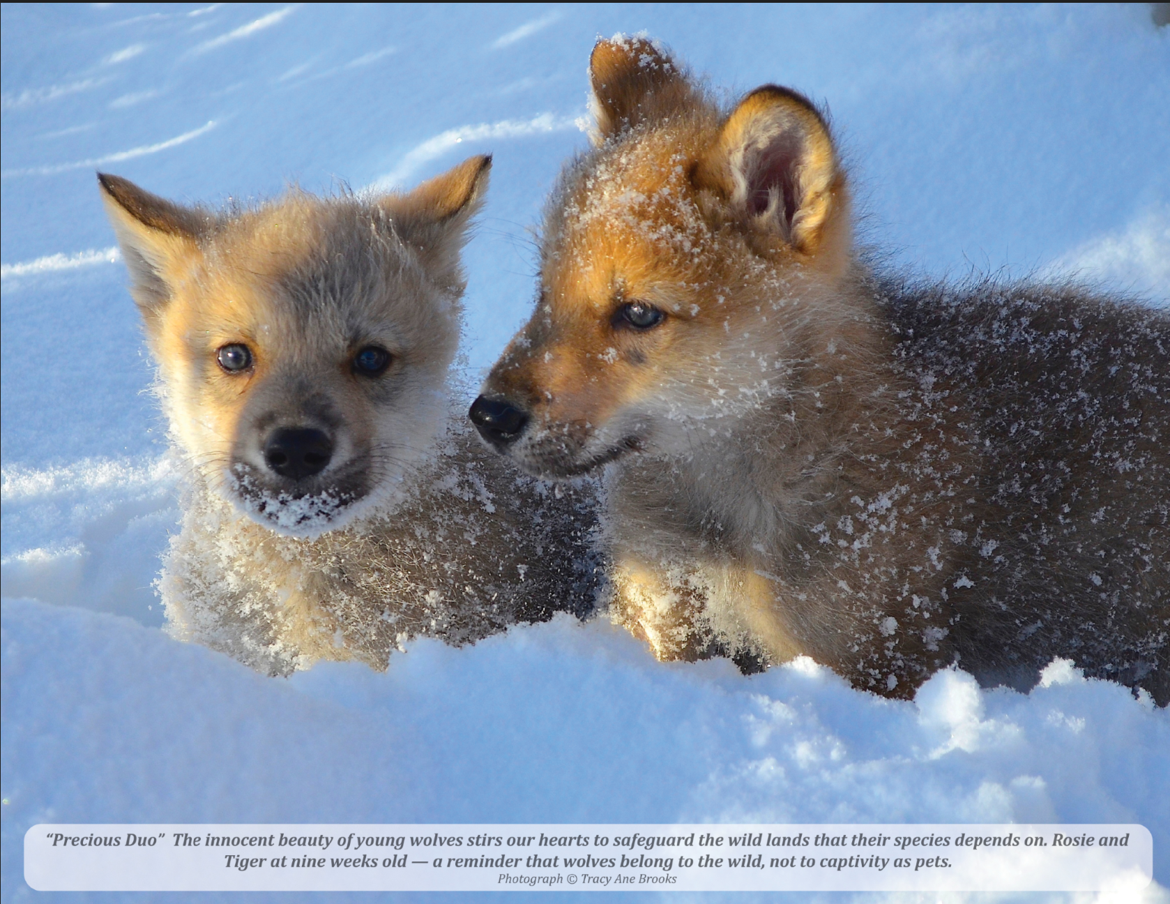 Mission: Wolf Online Store – Mission:Wolf Store