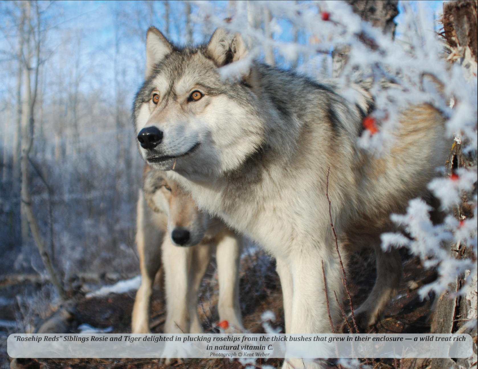 Mission: Wolf Online Store – Mission:Wolf Store